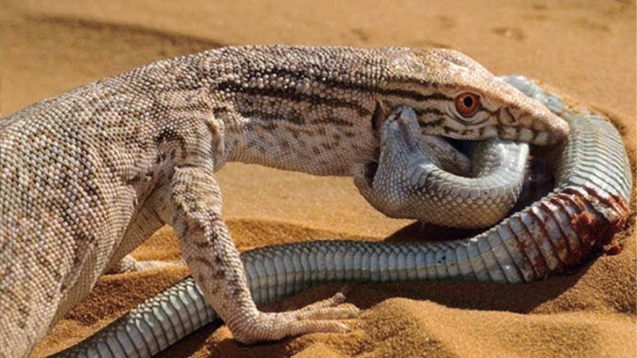 The Giant Monitor Lizard - The Most Venomous Snakes In The World Fear ...