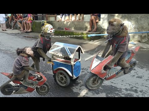 Funny Monkey, topeng monyet lucu viral jualan bakso keliling