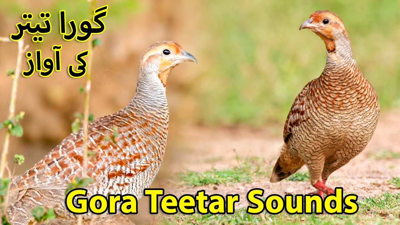 Grey Partridge Sounds| Gora Teetar Voice | Grey Francolin Voice | Gora ...