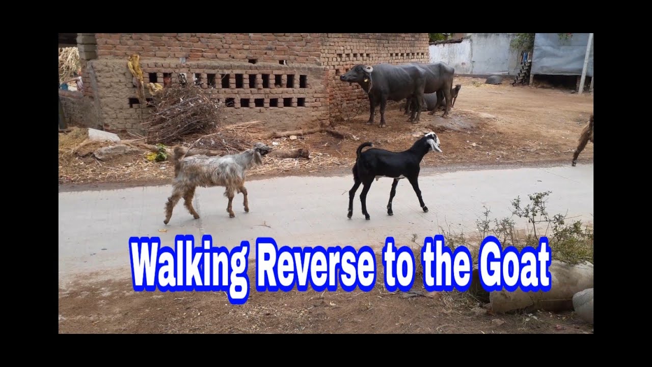 Walking Backward to the goats amazing cool video. - YouTube