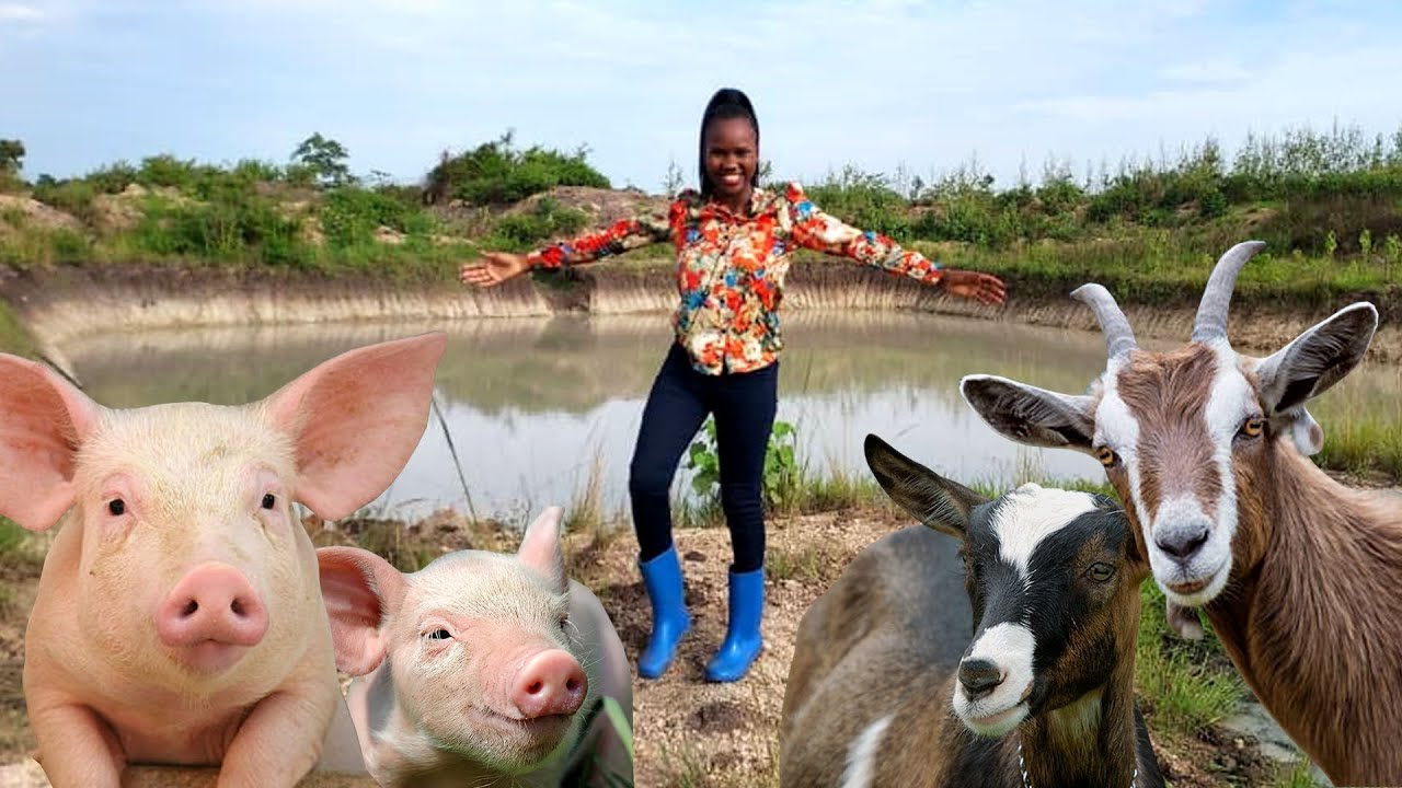 Why You Need These As A beginner!| Farm Updates! - YouTube