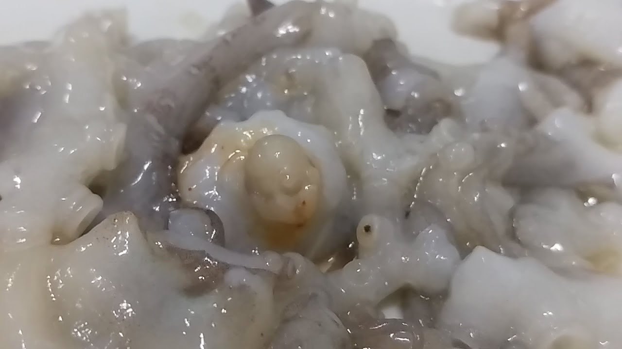 Most Disturbing Face in Live Octopus - YouTube
