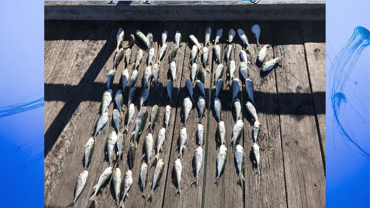 How to catch a Toad Fish!!! - YouTube