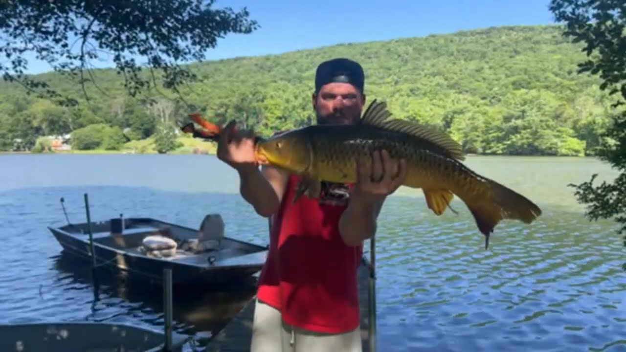 LIVE CARP FISHING - 14 Carp caught record broken! 🚨 #livestream # ...