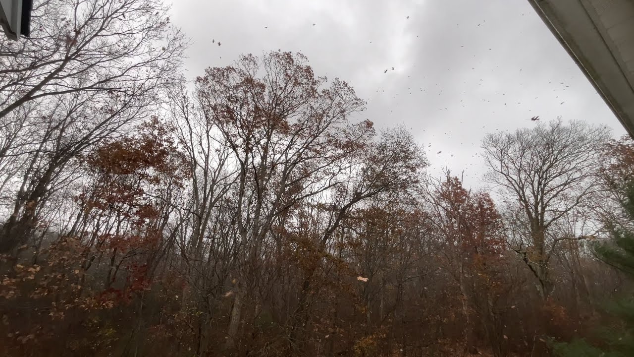 Part 2 of this wind storm today - YouTube