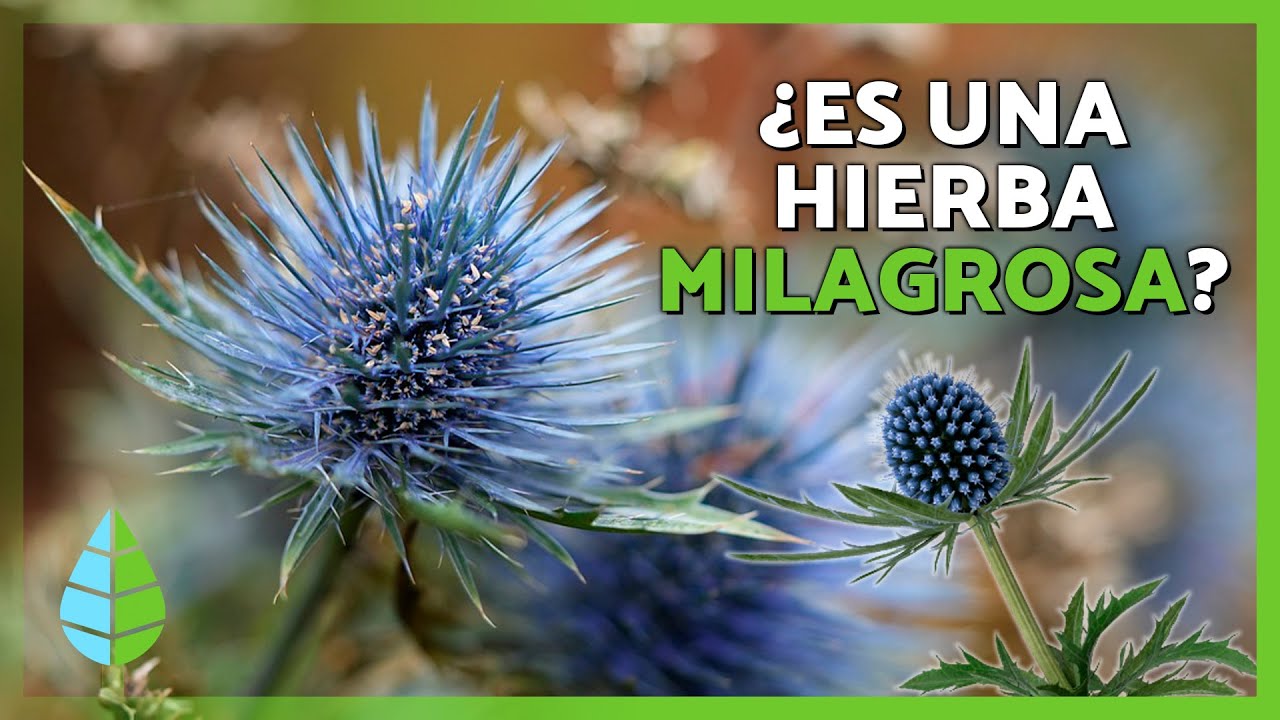 7 BENEFICIOS de la HIERBA del SAPO 🌿🐸 | Para Qué Sirve y Usos ...