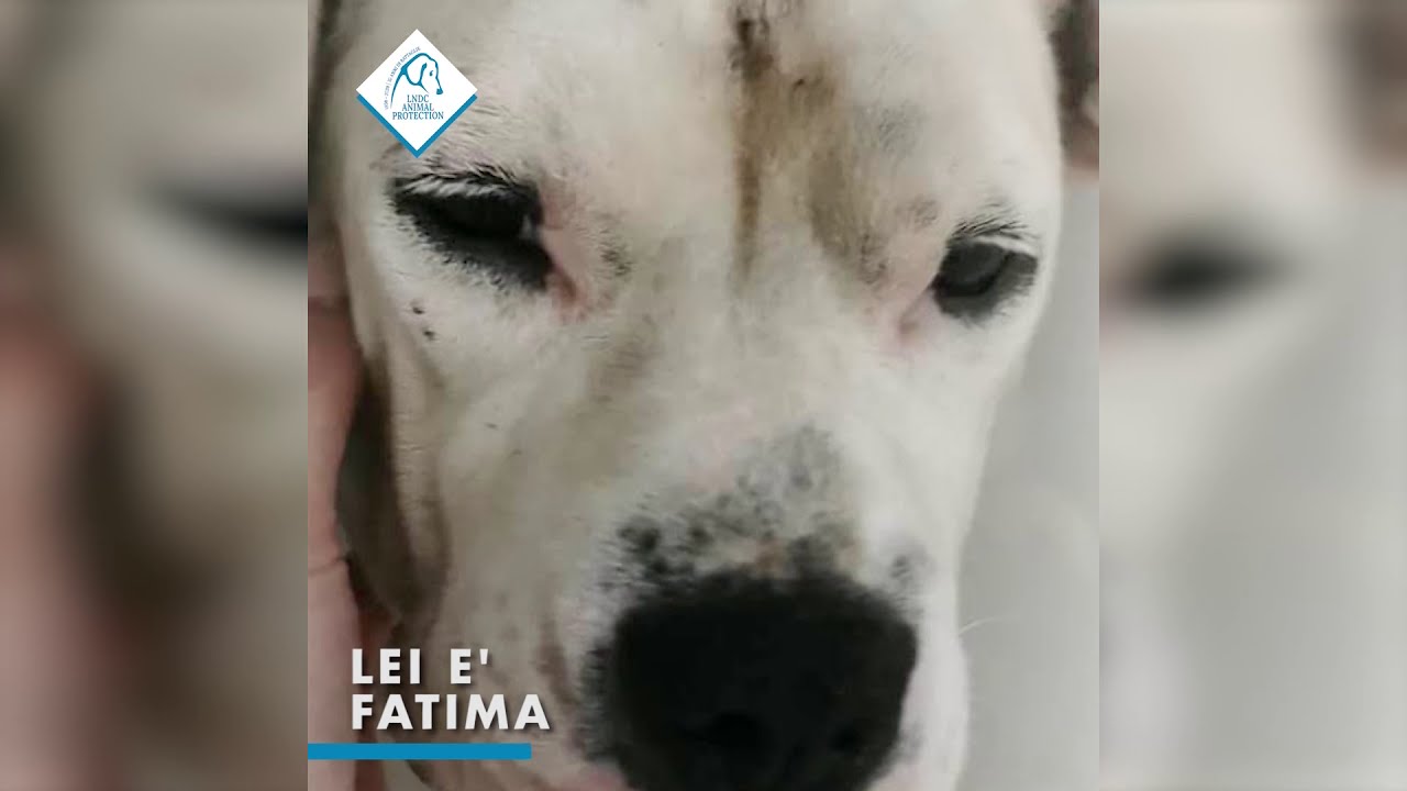 Fatima, vittima della crudeltà umana - YouTube