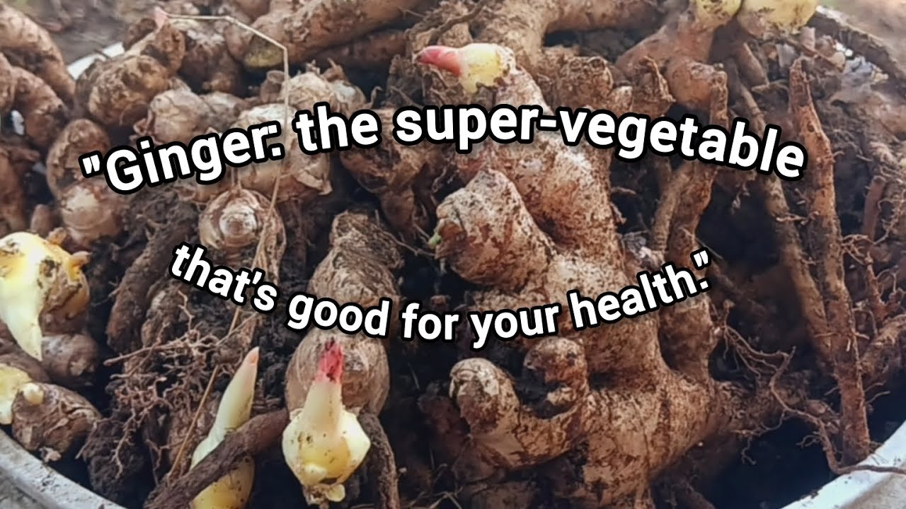 ANG DAMING LUYA ️| GINGER THE SUPER VEGETABLE | GOOD FOR YOUR HEALTH # ...