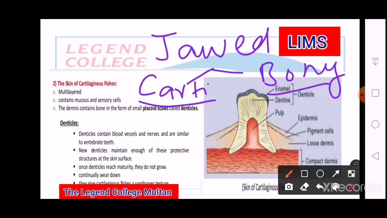 Zoology 4th, Animal Form and function By Sehrish Umer || #Lims - YouTube