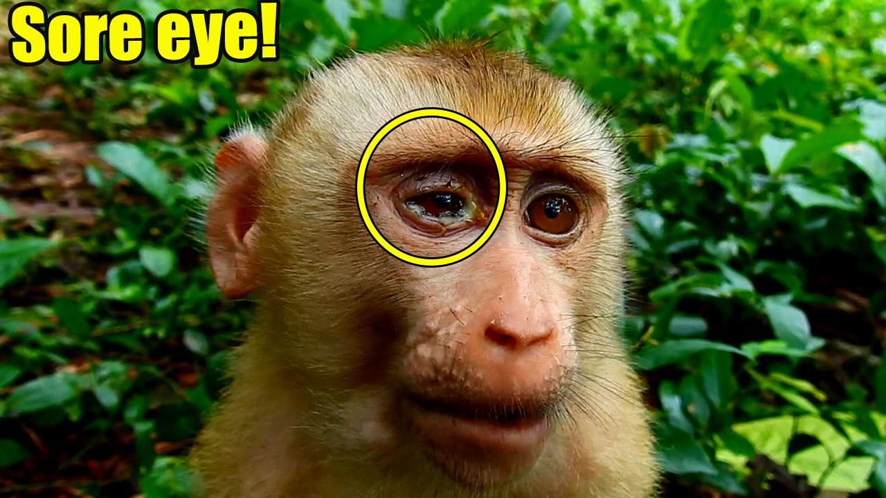 Any Recommend Medicine Please? This Poor Priyan Got A B-ig Pro-blem ...