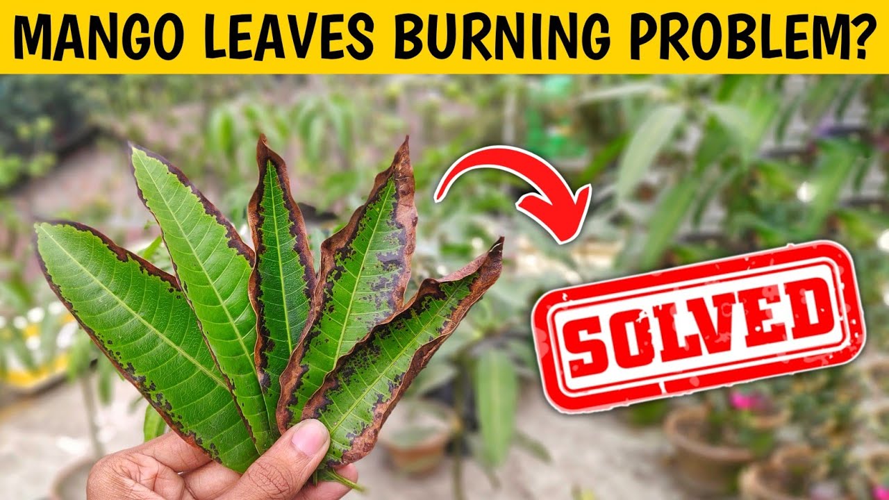Mango Leaf Burn Problem Reason And Solution (IN HINDI) Mango Plant Care ...