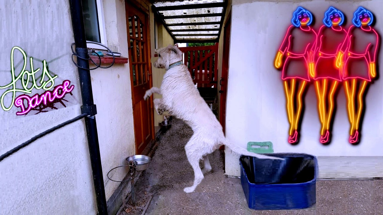 Let's Dance Irish Wolfhound Style - YouTube