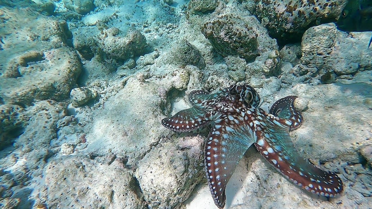 Die Krake von Fiha 17 2 23 - YouTube