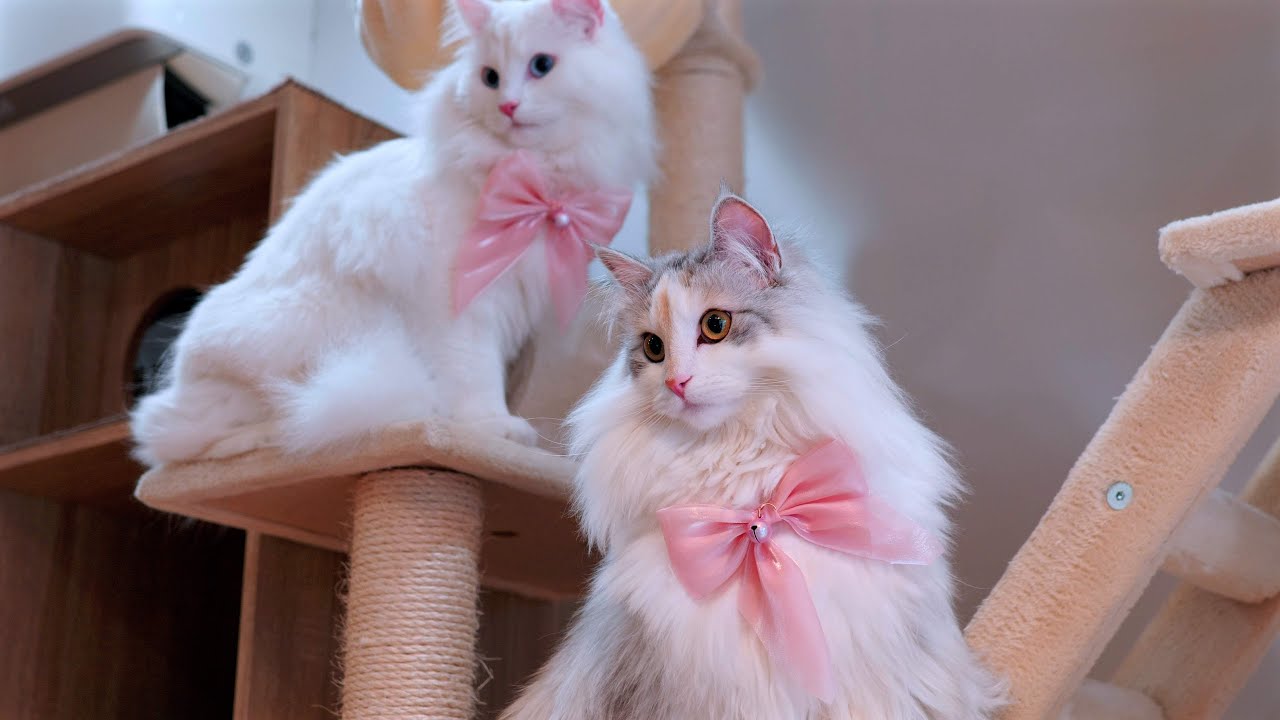 Fluffy cats with pink ribbons are cuter than expected. - YouTube