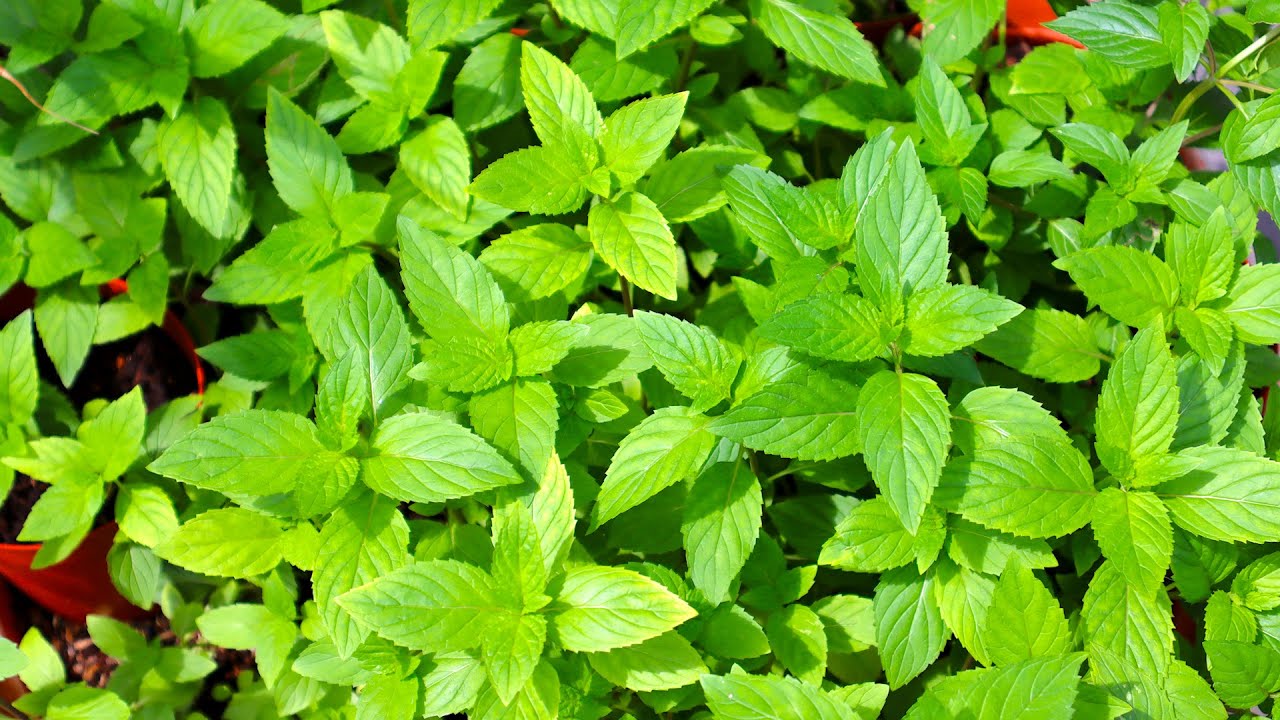 How to Grow lots of Peppermint in two weeks - Easy - YouTube