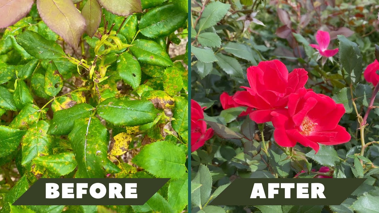 Severe Black Spot? Save Your Knock Out Roses in 4 Easy Steps - YouTube