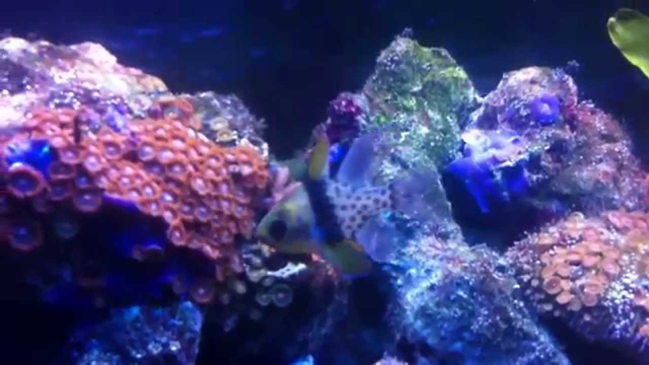 Mini rafa 106 litrów Reef Max - realizacja Argus Aqua Design&Garden ...