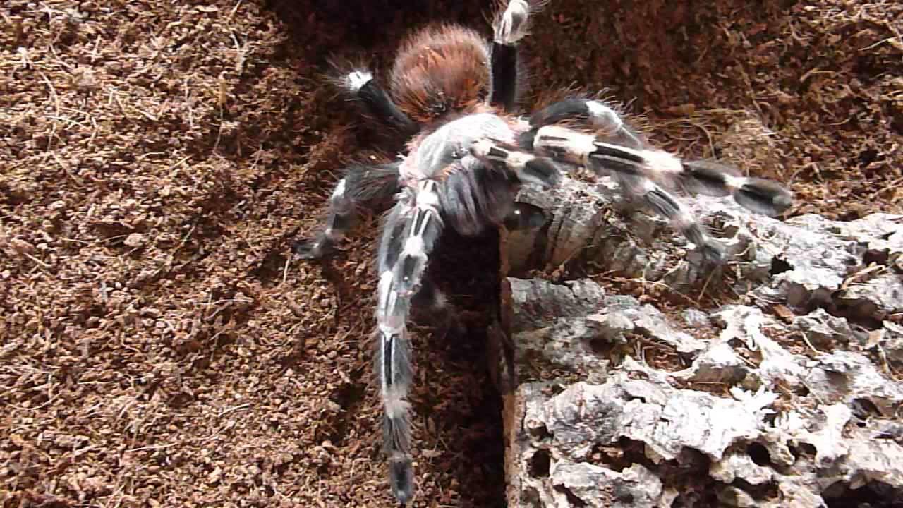 N.chromatus update - YouTube