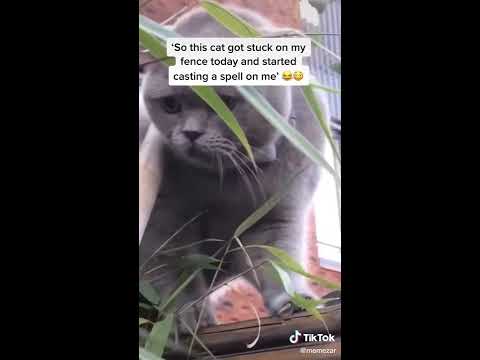 Cat casting a spell on me - YouTube