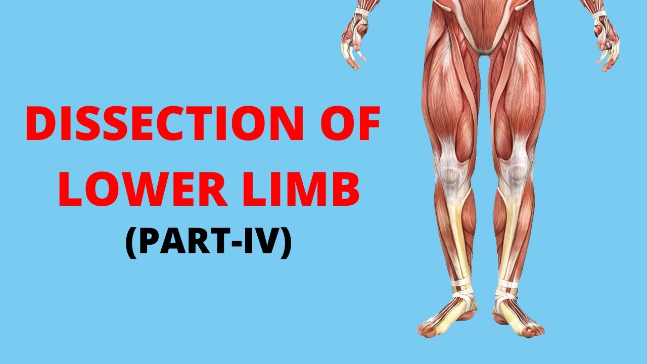 Dissection of Lower Limb (Part-IV) | Anatomy Video | MedVids Planet ...