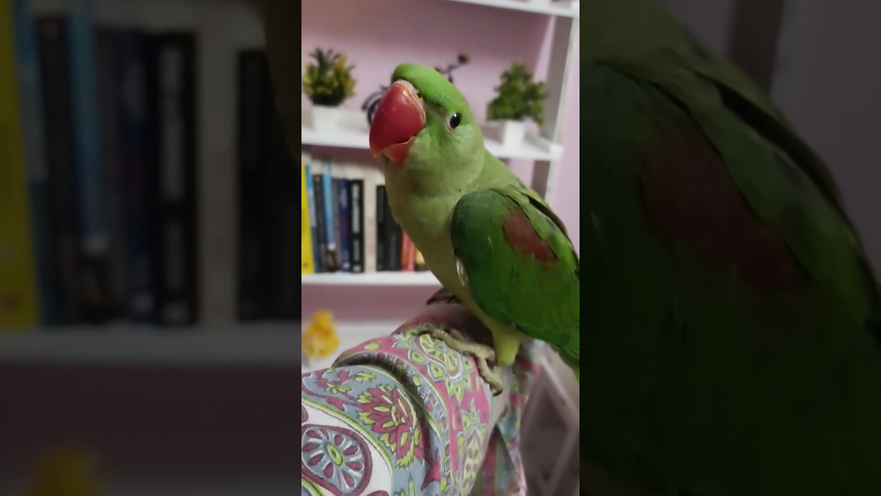 Art and the artist | Cute parrot video #shorts #parrot #sony # ...
