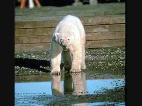 Barry Barbe Hates Polar Bears - YouTube