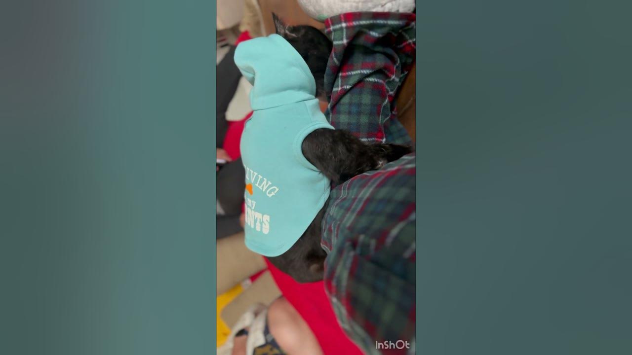 Giving my cat catnip #catnip - YouTube