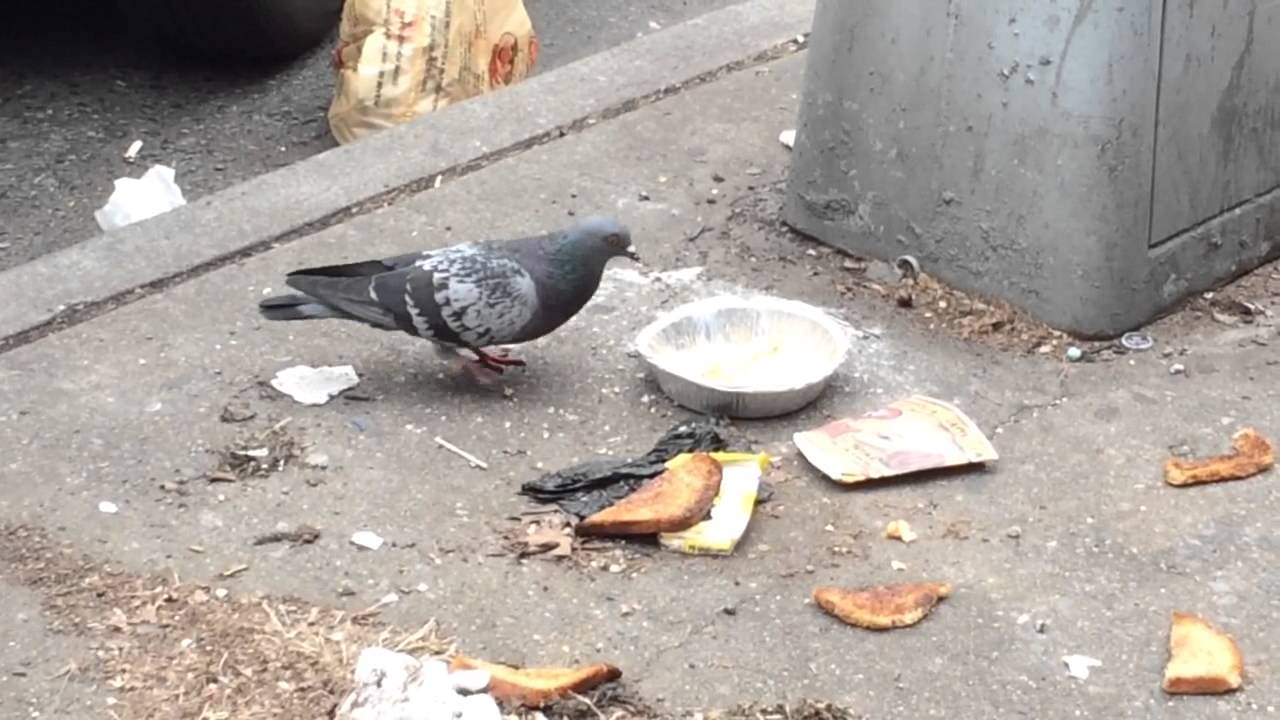Bird Pecking at Food - YouTube
