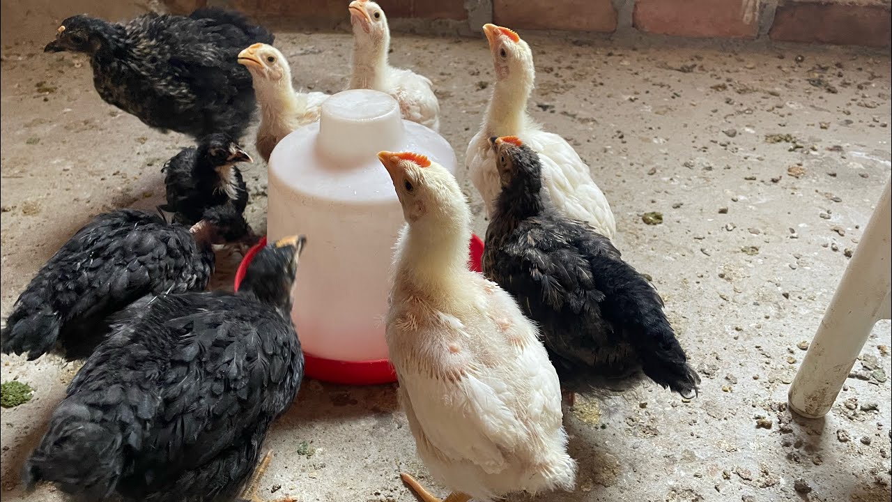 Momento de cambiar la forma de criar en pollos de 1 mes - YouTube