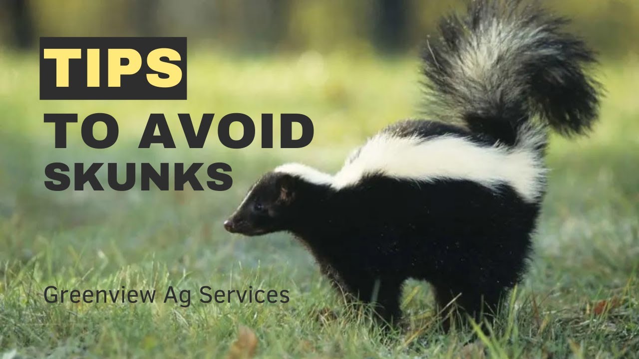 Pest Control - Skunks - YouTube