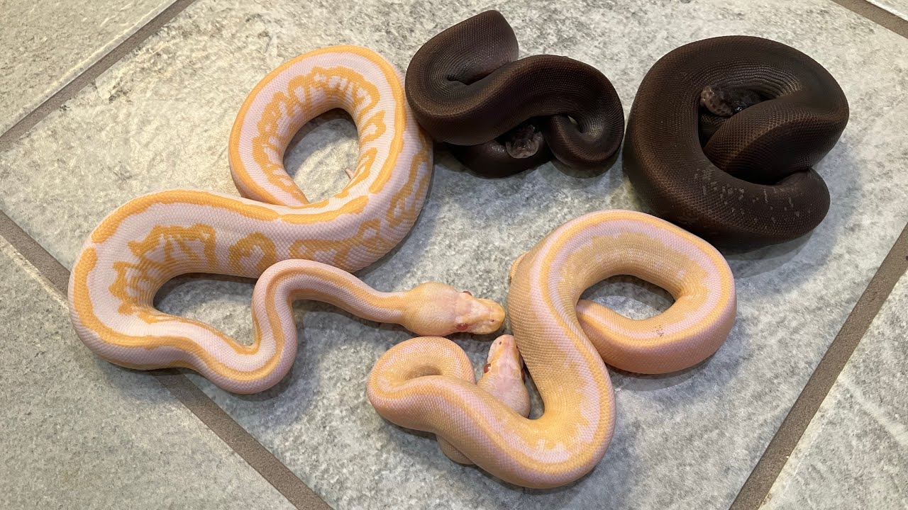 SUMA Clutch Update! #snake #ballpython #reptiles - YouTube