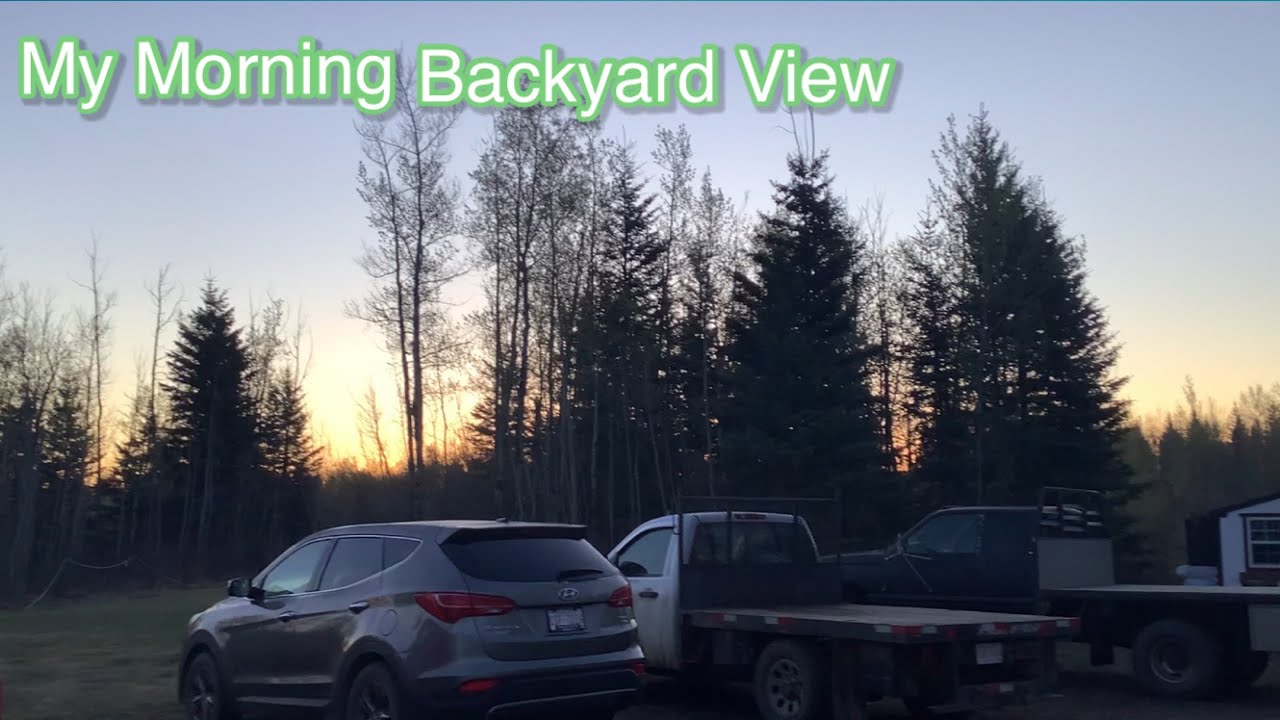 My Morning Backyard View - YouTube