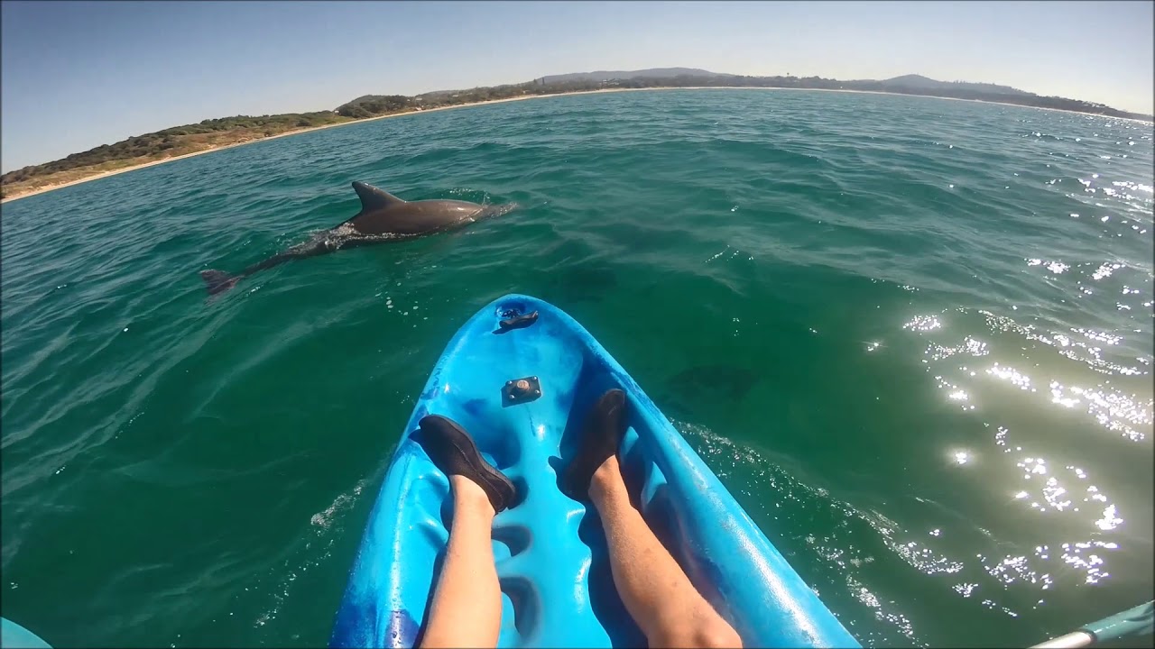 Thomas + poissons + dauphins . Woolgoolga Australie Aout 2017 - YouTube