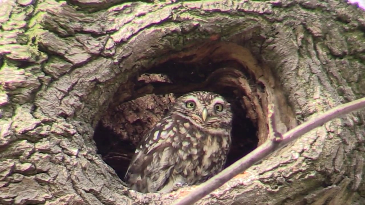 Little Owl in oak tree - YouTube