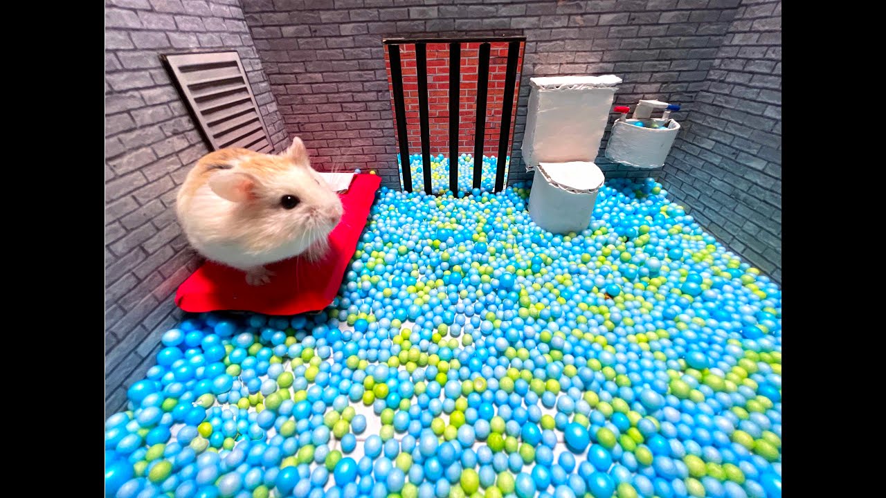 Hamster Escapes Prison Creative Maze for Pets! 🐹 - YouTube