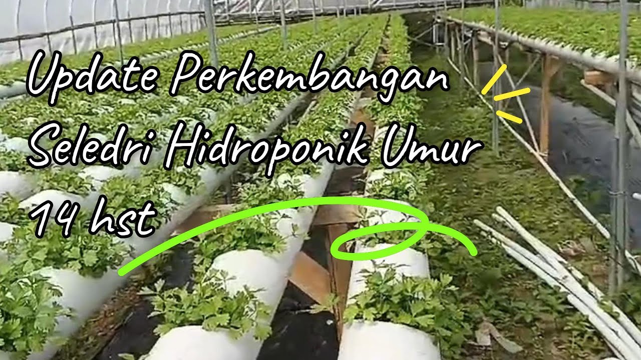 Update Perkembangan Seledri Hidroponik Umur 14 HST - YouTube