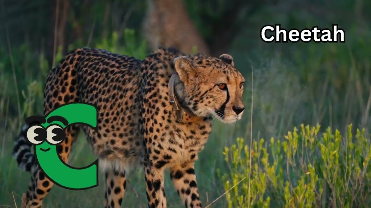 A to Z Animal Parade 🐾 | No Chorus ABC Song for Kids | Learn the ...