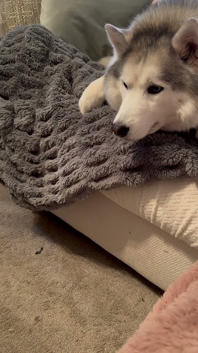 🤪 Husky Sus Stuff #husky #sus 🐺 - YouTube