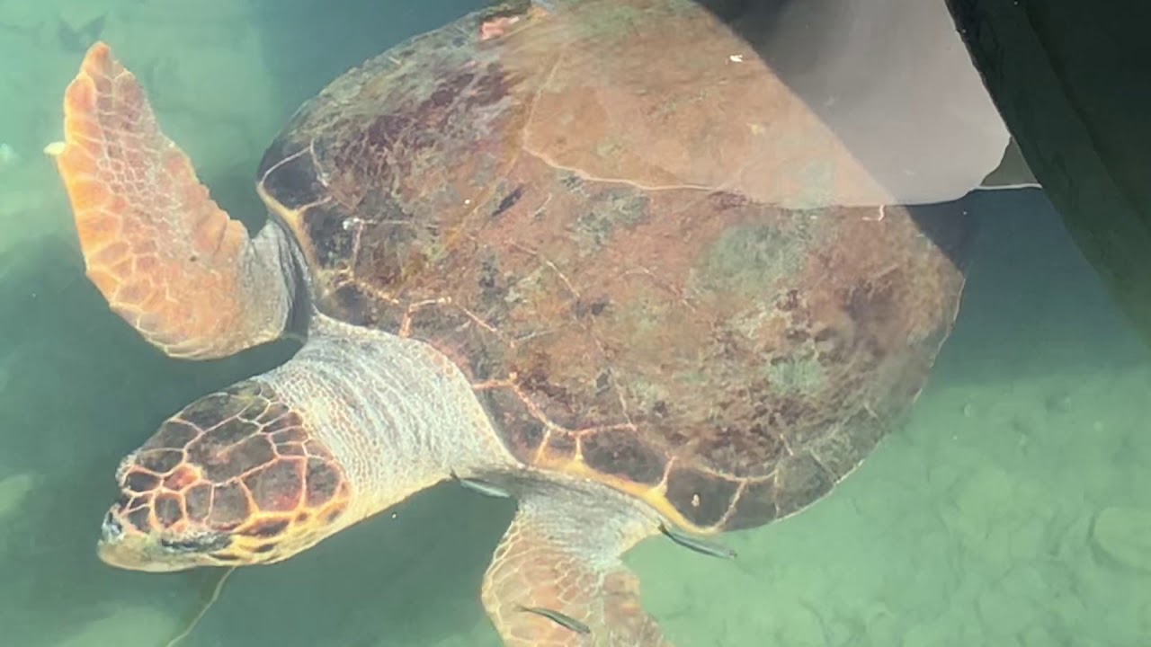 Sea turtles in Chania, Crete - YouTube