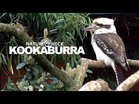 Kookaburra making noise - YouTube