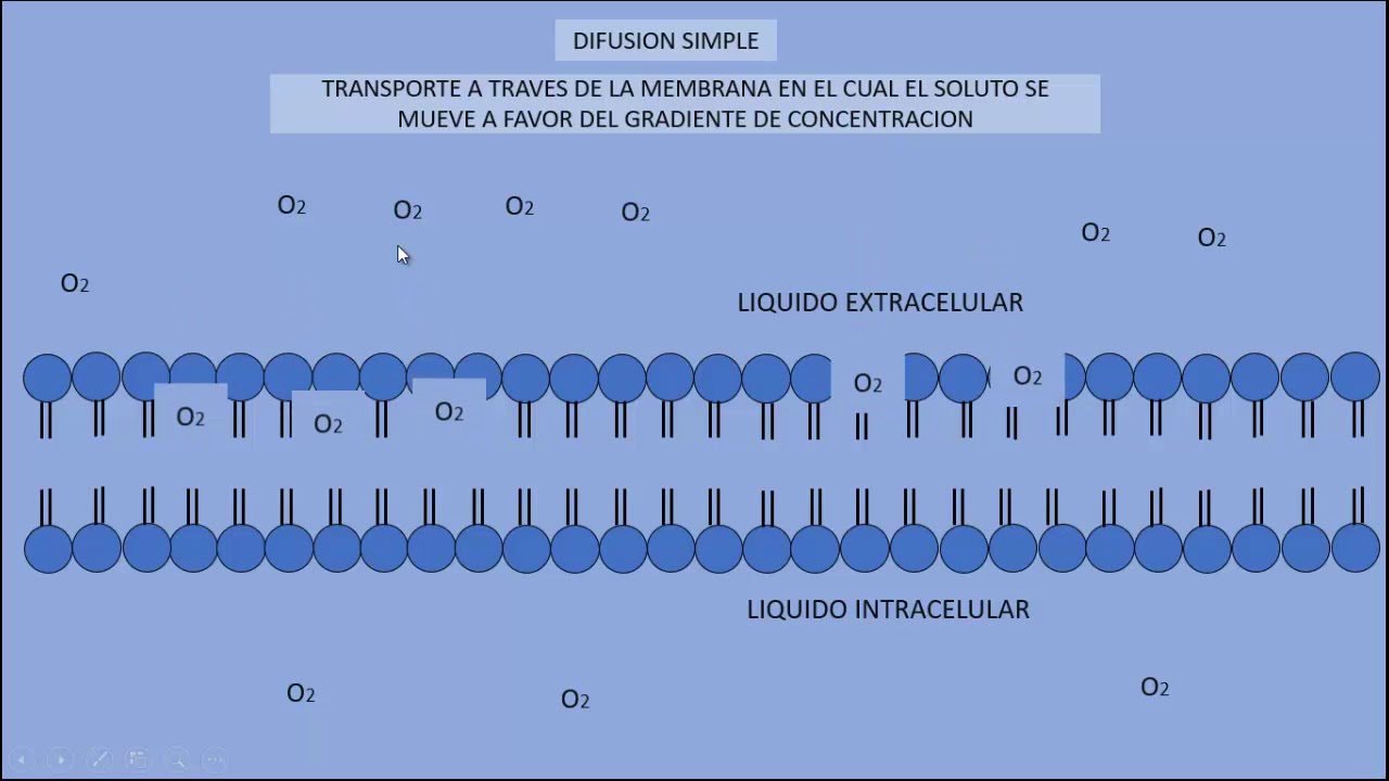 Difusión simple -Fisiología Celular. - YouTube