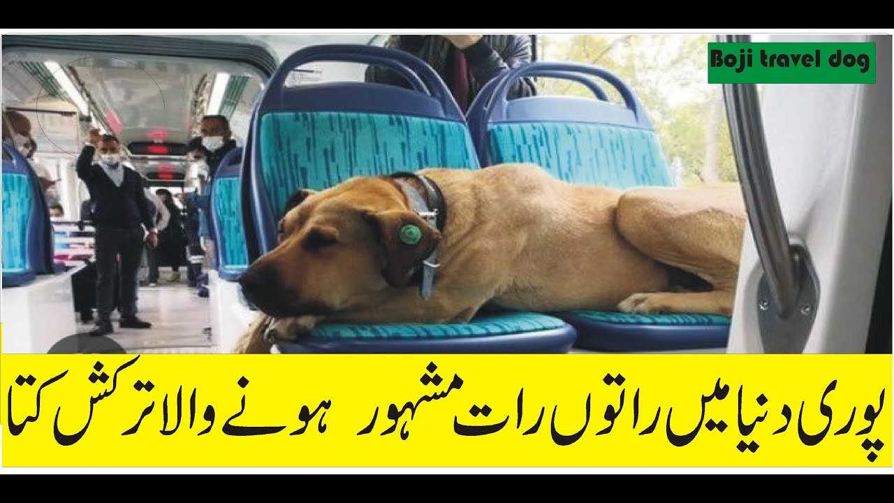 Boji, Istanbul's Most Famous Dog ||Regular Commuter on Ferries Buses ...