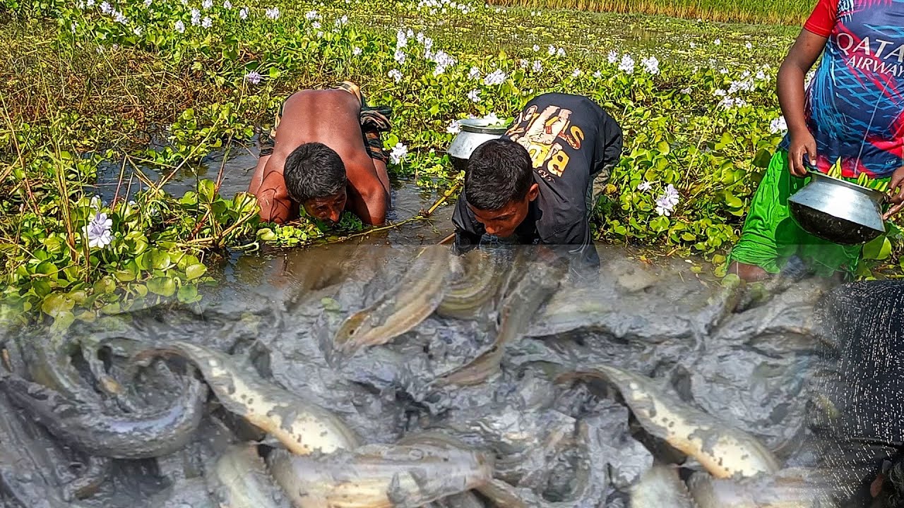 Amazing Fast baim Fishing Skill, Catching Fish Big baim on The canal ...