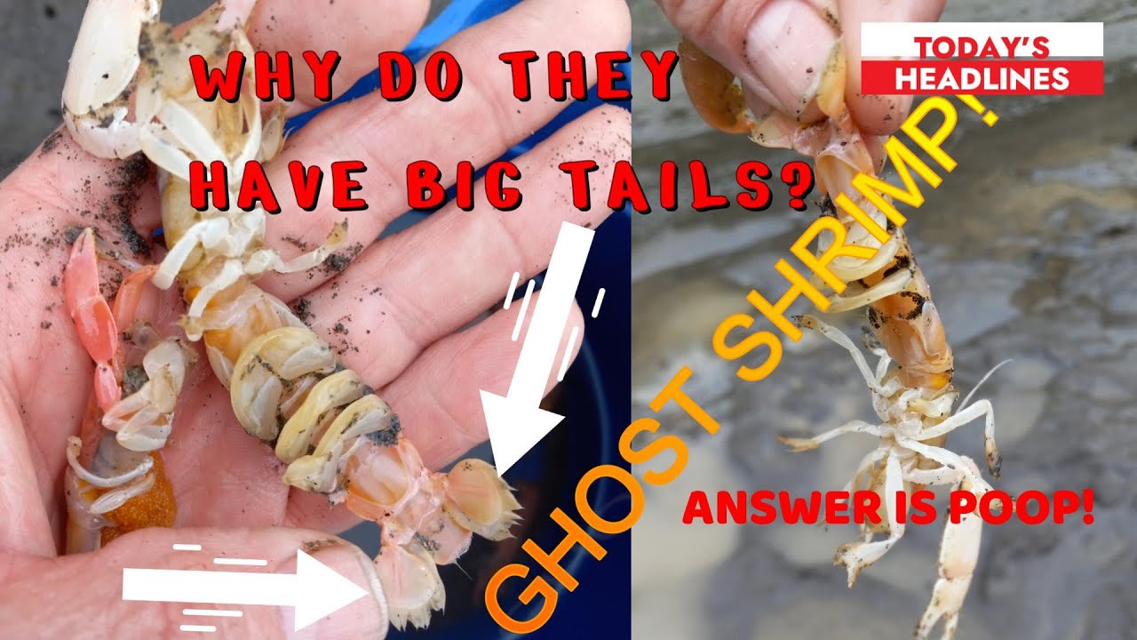HOW-TO FIND AND CATCH BIG GHOST OR SAND SHRIMP! WHY THEY HAVE BIG TAILS ...