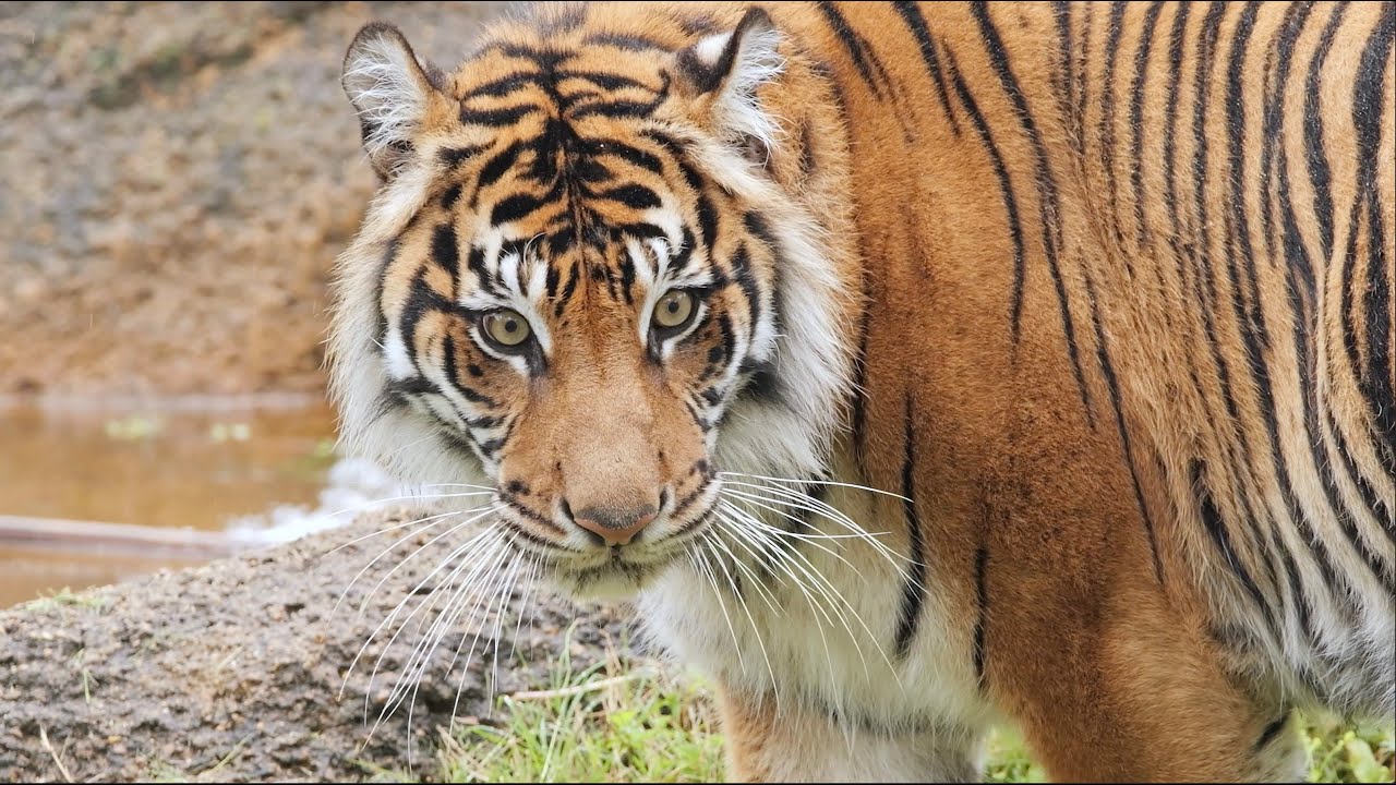 Tiger Tales: From Birth to Roar (Special Series Trailer) - YouTube