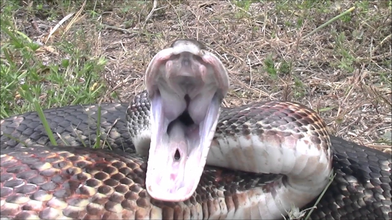 Snake Mouth Anatomy