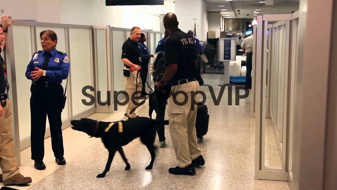 Long shot of K9 unit checking passengers. The program alr... - YouTube