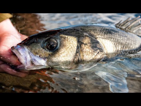 Lure fishing for bass- Beginners guide part 2