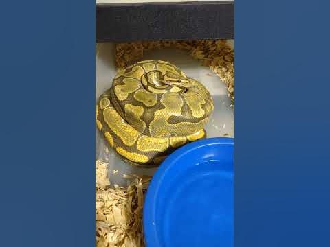 How many eggs did my Ball Python lay? - YouTube