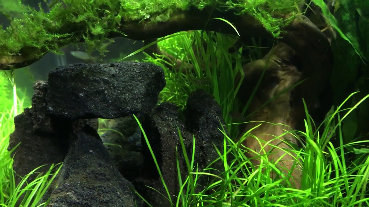 Fluval Flex 15 Gallon Aquascape, 8 Weeks In.... - YouTube
